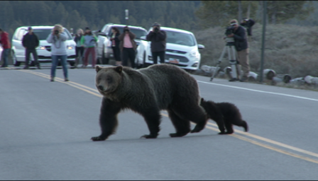 Video Enhancement with Task-Oriented Flow